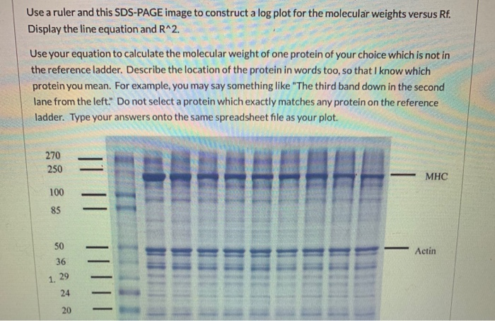 Use a ruler and this SDS-PAGE image to construct a | Chegg.com
