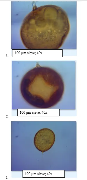 Solved Please determine the Genus (Glomus, Aucolospora, or | Chegg.com