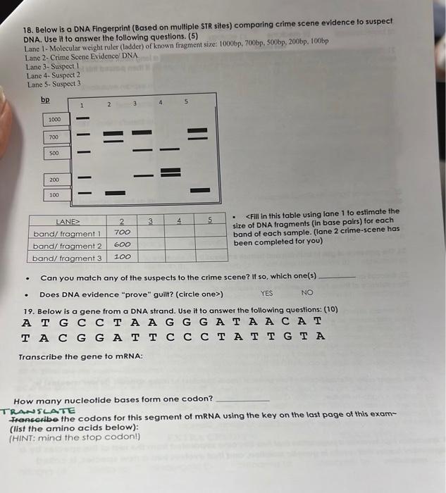 Solved 18. Below is a DNA Fingerprint (Based on multiple STR | Chegg.com