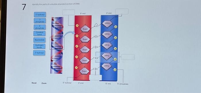 Solved 7 Identify the parts of a double-stranded section of | Chegg.com