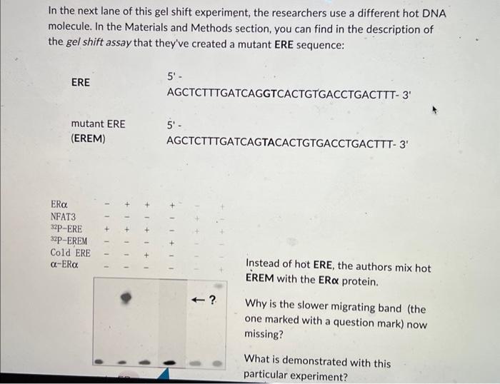 In the next lane of this gel shift experiment, the | Chegg.com