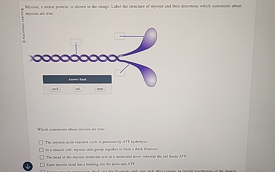 Solved Wos Myosin, a motor protein, is shown in the image. | Chegg.com