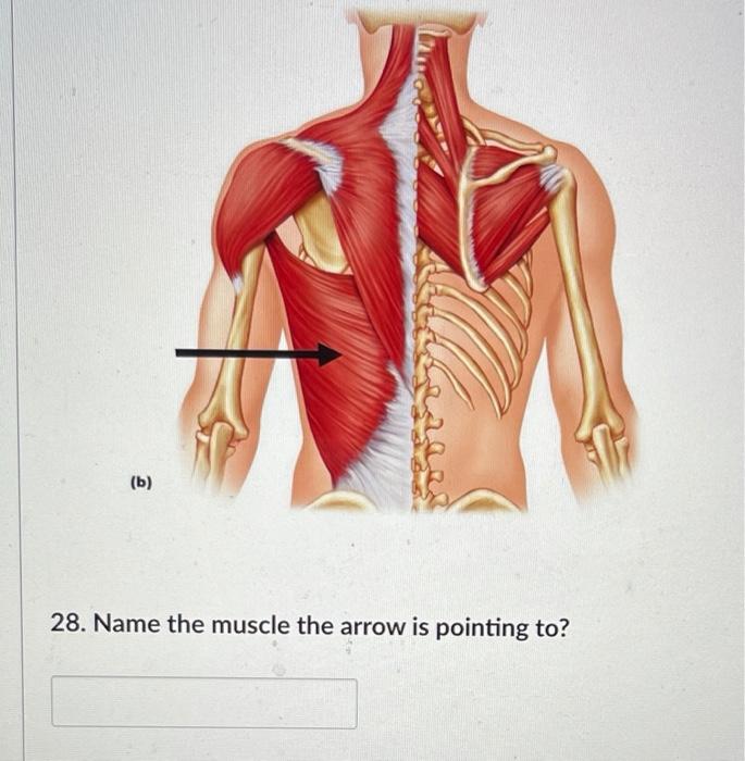 Solved (b) 28. Name the muscle the arrow is pointing to? | Chegg.com