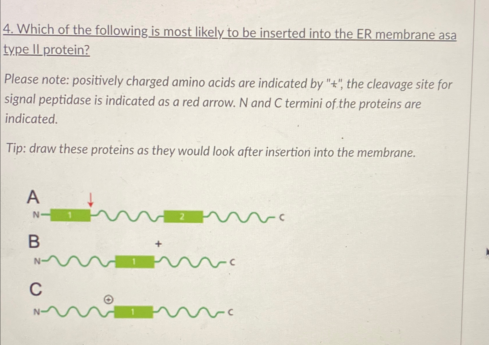 Solved Which of the following is most likely to be inserted | Chegg.com