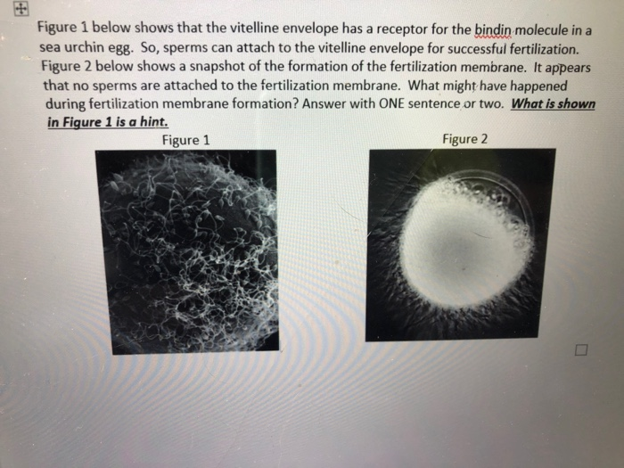 Solved Figure 1 below shows that the vitelline envelope has | Chegg.com