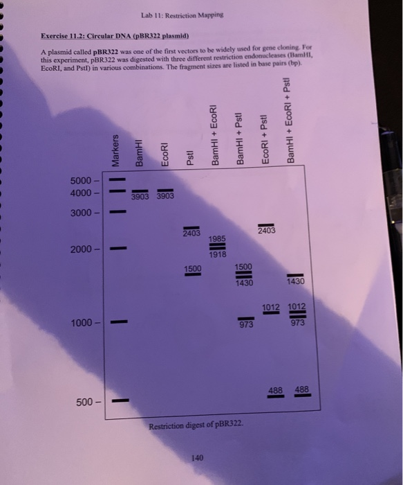 Solved Lab 11: Restriction Mapping Exercise 11.2: Circular | Chegg.com