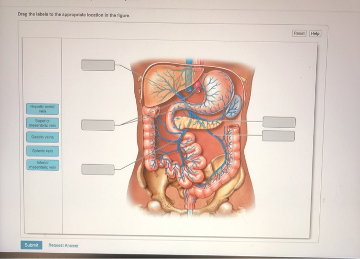 Solved Art-labeling Activity: Arteries of the Abdominopelvic | Chegg.com