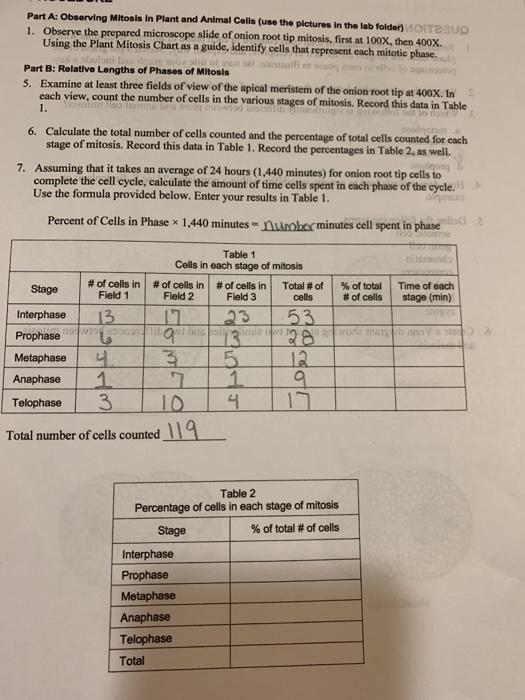 Solved Part A Observing Mitosis In Plant And Animal Cells Chegg