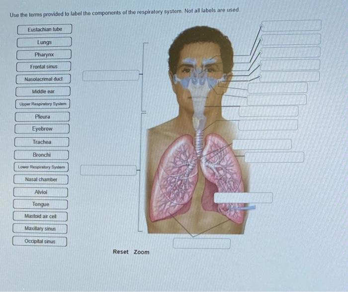 Solved Use the terms provided to label the components of the | Chegg.com