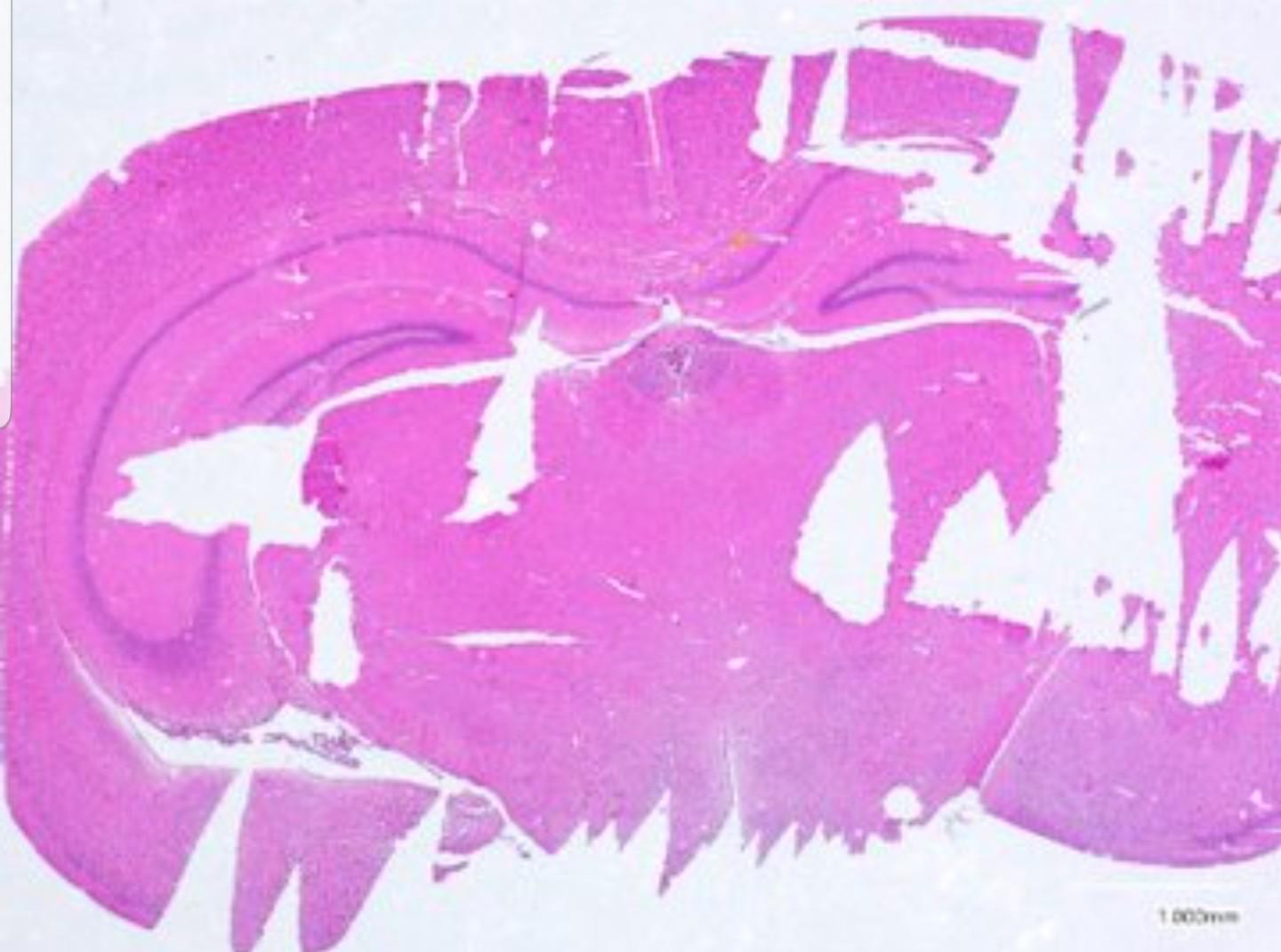 Solved Analyse and interpret the below samples stained | Chegg.com