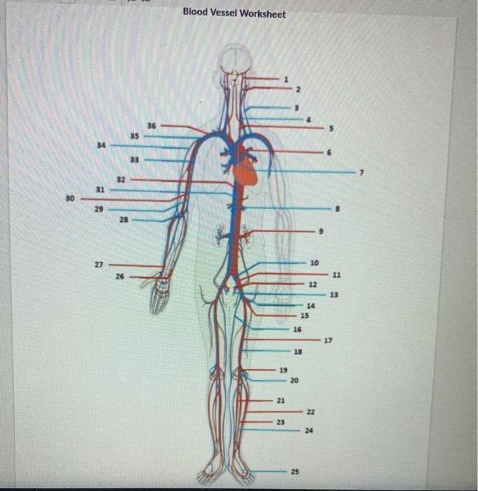 Solved Blood Vessel Worksheet Identify the vessels on the | Chegg.com