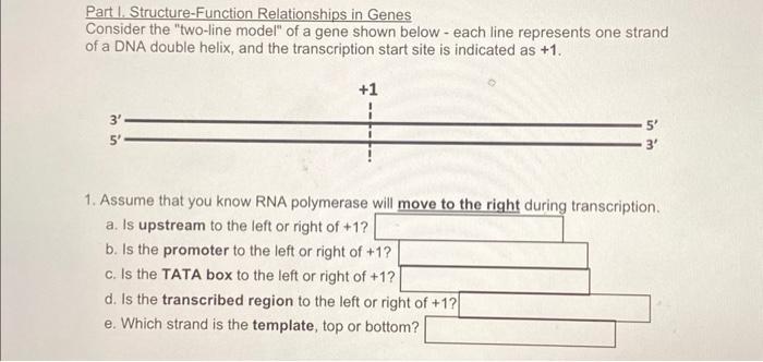 Solved Part I. Structure-Function Relationships in Genes | Chegg.com