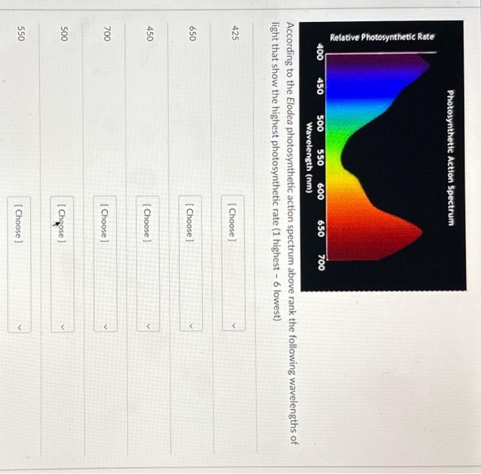 Solved Relative Photosynthetic Rate 425 650 450 700 | Chegg.com