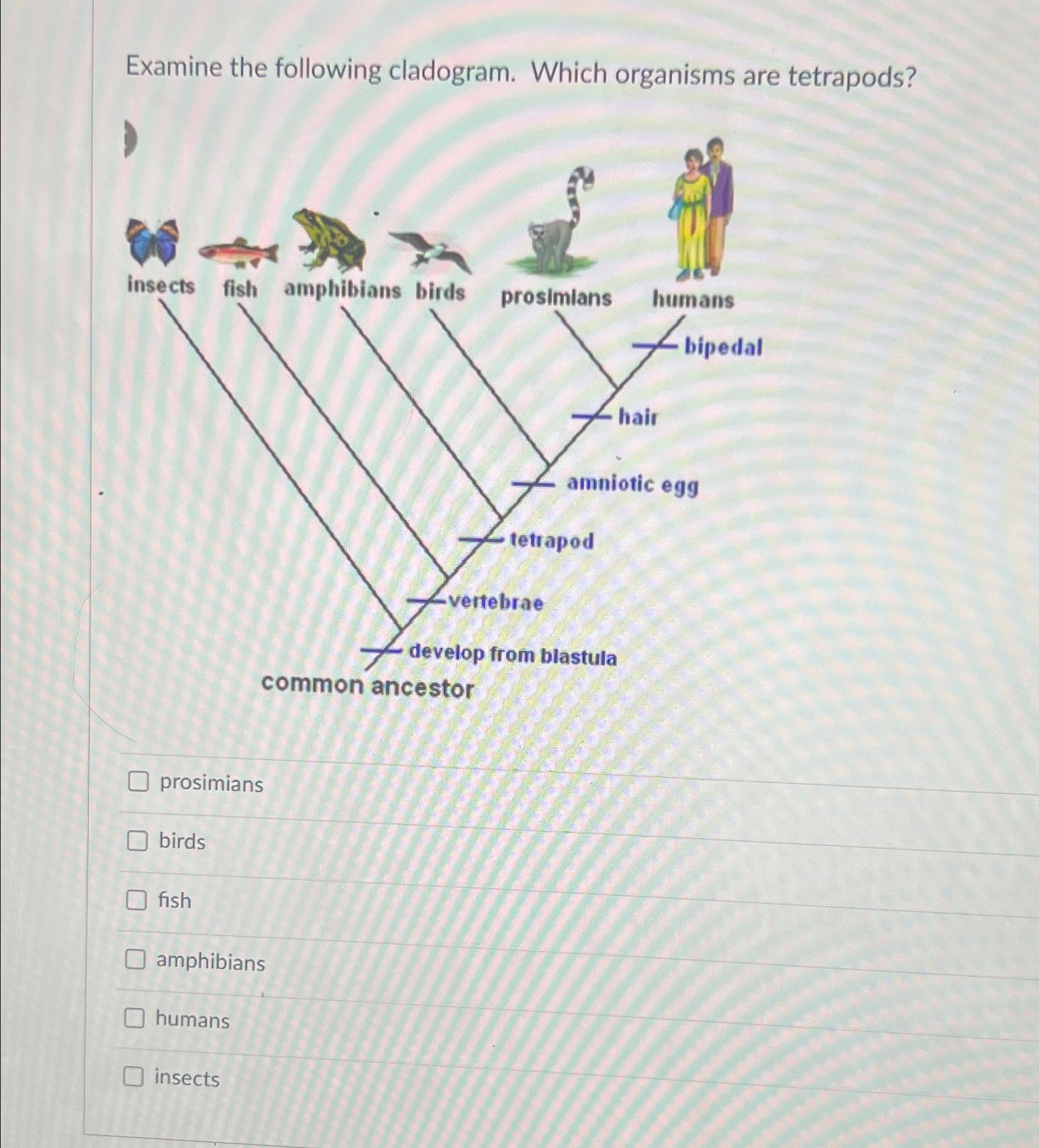 Solved Examine the following cladogram. Which organisms are | Chegg.com