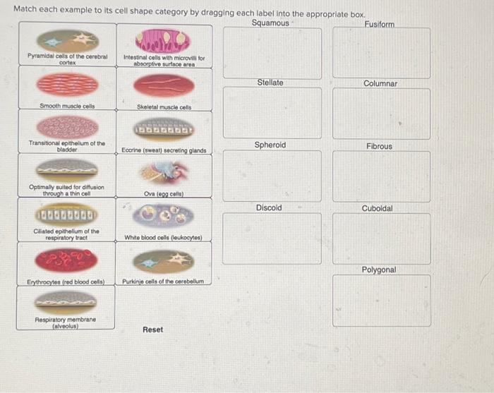 Solved Match each example to its cell shape category by | Chegg.com
