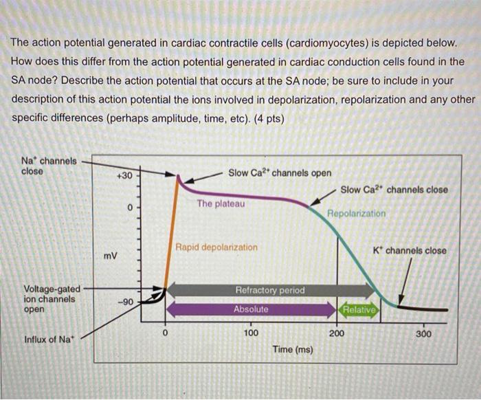 Solved The action potential generated in cardiac contractile | Chegg.com