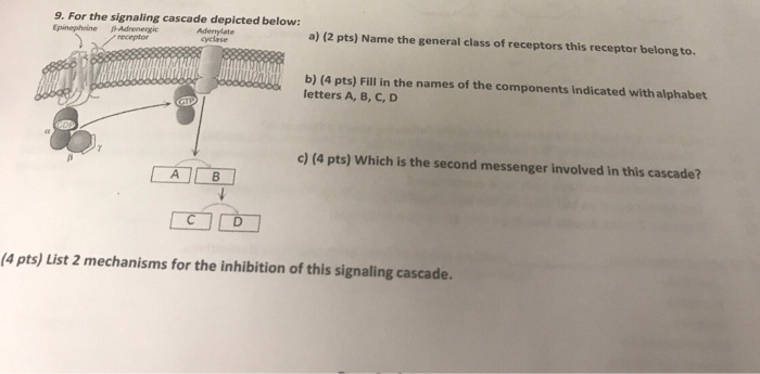 Solved 9. For the signaling cascade depicted below | Chegg.com