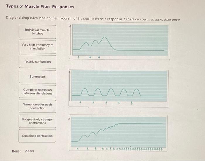 Solved Types of Muscle Fiber Responses Drag and drop each | Chegg.com