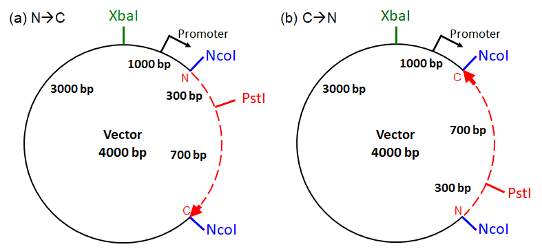 Solved You insert a protein coding gene into a plasmid using | Chegg.com
