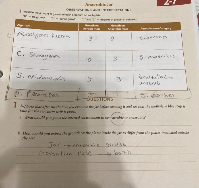 Solved 2- Anaerobic Jar OBSERVATIONS AND INTERPRETATIONS | Chegg.com