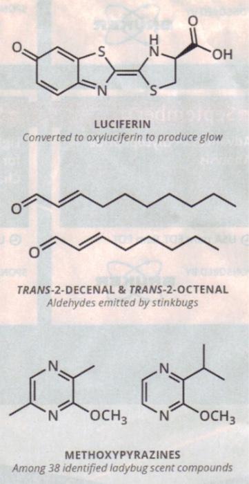 Solved LUCIFERIN Converted to oxyluciferin to produce glow | Chegg.com