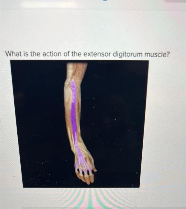 Solved What is the action of the extensor digitorum muscle? | Chegg.com