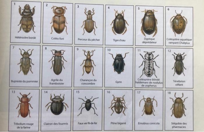 Solved 2 3 Heterocere borde Coléo fort Perceur du pécher | Chegg.com