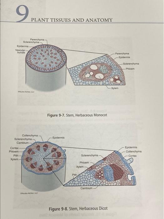 Solved PART 3. PLANT STEMS The major stem functions are | Chegg.com