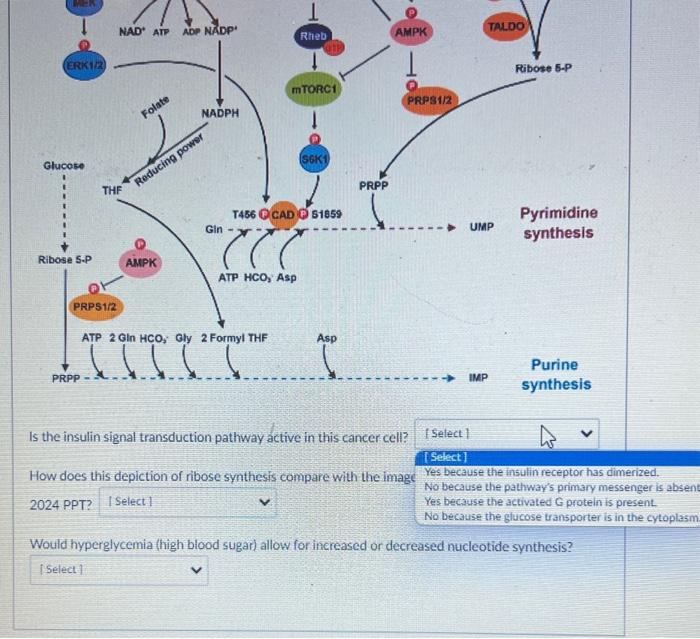 Solved Is the insulin signal transduction pathway active | Chegg.com