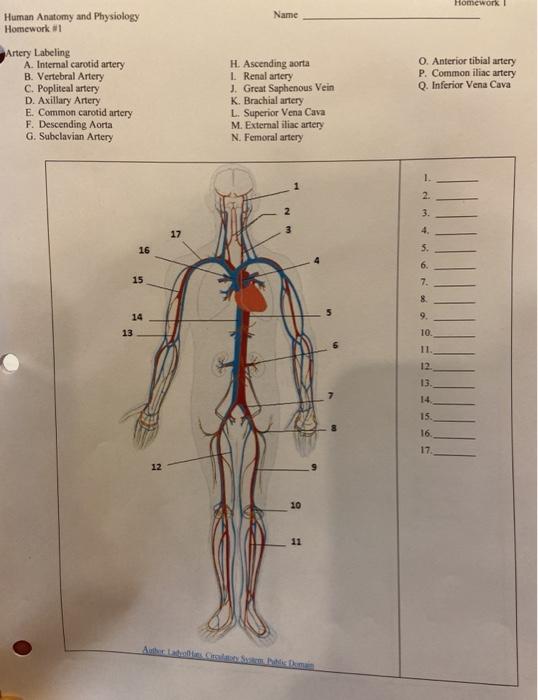 Solved Homework Name Human Anatomy and Physiology Homework | Chegg.com