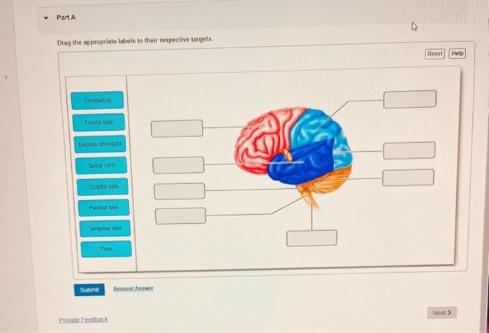 Solved Part A Drag the appropriate labels to their | Chegg.com