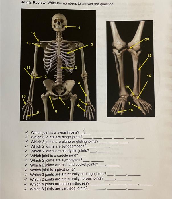 Joints Review. Write the numbers to answer the | Chegg.com