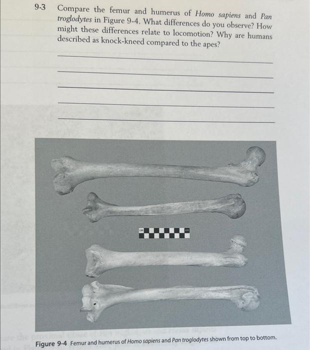 Solved 9-3 Compare the femur and humerus of Homo sapiens and | Chegg.com