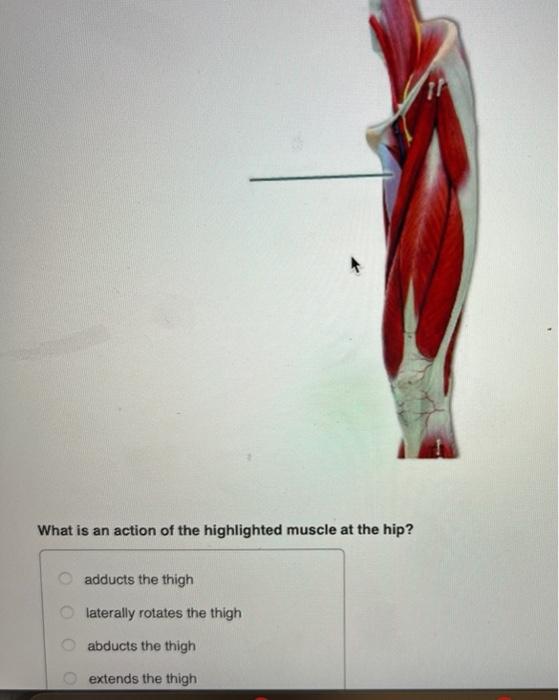 Solved What is an action of the highlighted muscle at the | Chegg.com