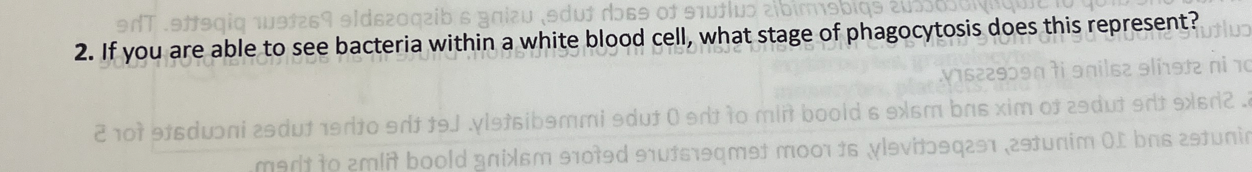 Solved If you are able to see bacteria within a white blood | Chegg.com