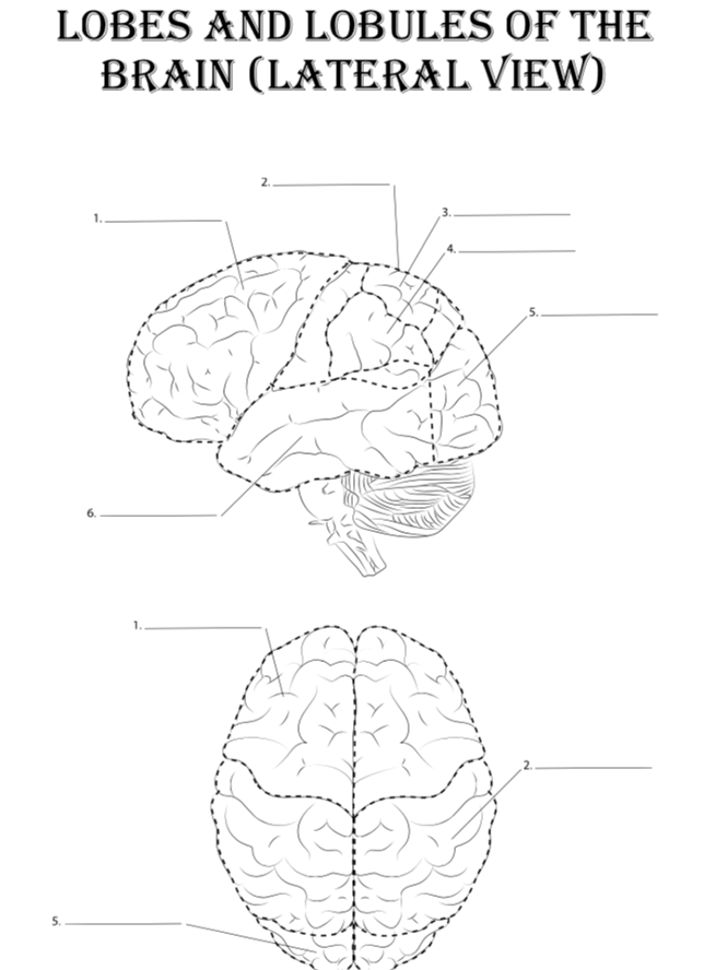 Solved LOBES AND LOBULES OF THEBRAIN (LATERAL VIEW) | Chegg.com
