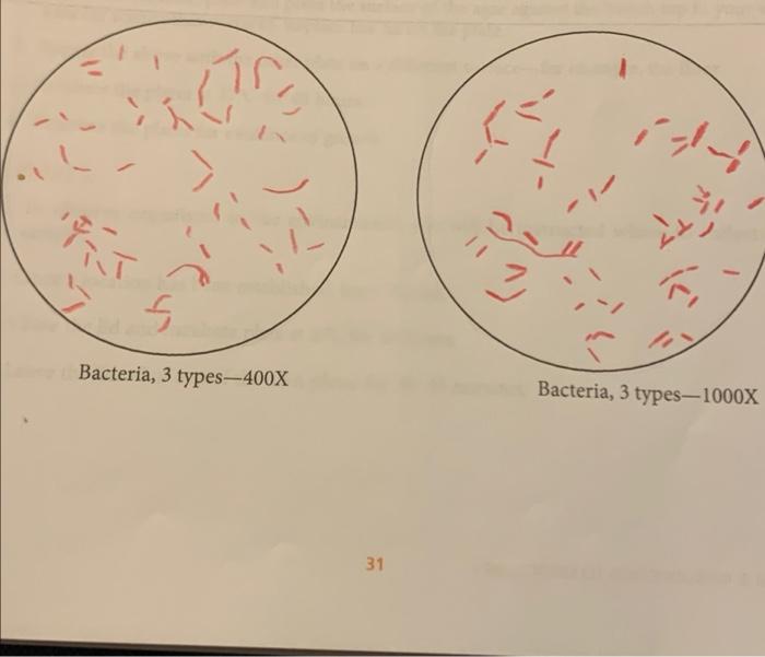 ar , / ا ) -- براء د Bacteria, 3 types-400X Bacteria, | Chegg.com