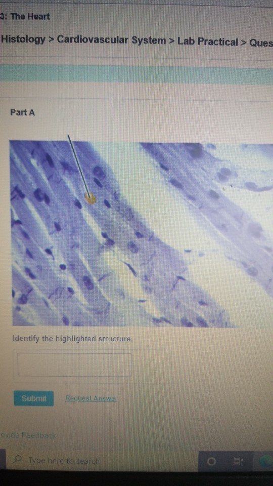 Solved 3: The Heart Histology > Cardiovascular System > Lab | Chegg.com