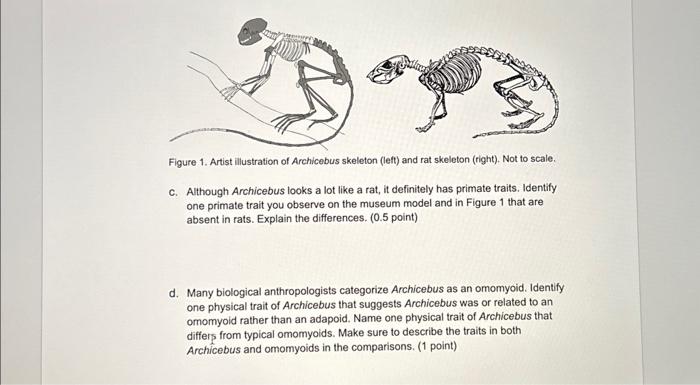 Figure 1. Artist illustration of Archicebus skeleton | Chegg.com