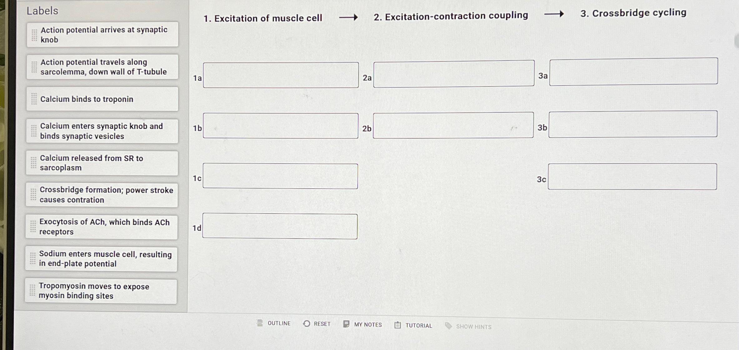 Solved LabelsAction potential arrives at synaptic knobAction | Chegg.com
