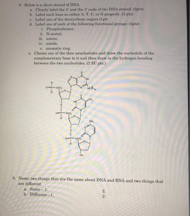 Solved 8. Below is a short strand of DNA a. Clearly label | Chegg.com