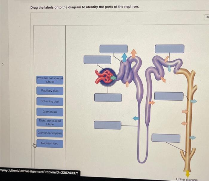 Solved Drag the labels onto the diagram to identify the | Chegg.com