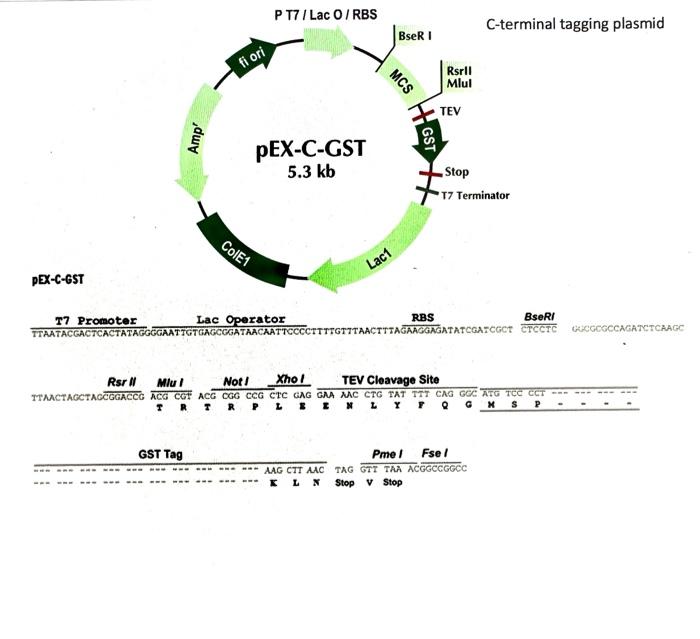 Solved pGEX-5X-2 (28-9545-54) Factor Xa ATC GAA GGT CGT GGG | Chegg.com
