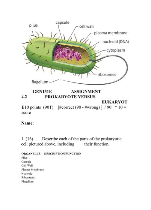 Solved pilus capsule -cell wall plasma membrane -nucleoid | Chegg.com