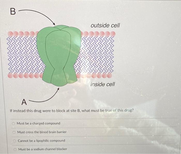 Solved If instead this drug were to block at site B, what | Chegg.com