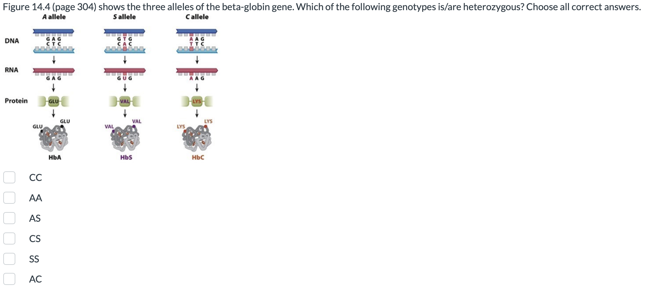 Solved Figure 14.4 (page 304) ﻿shows the three alleles of | Chegg.com