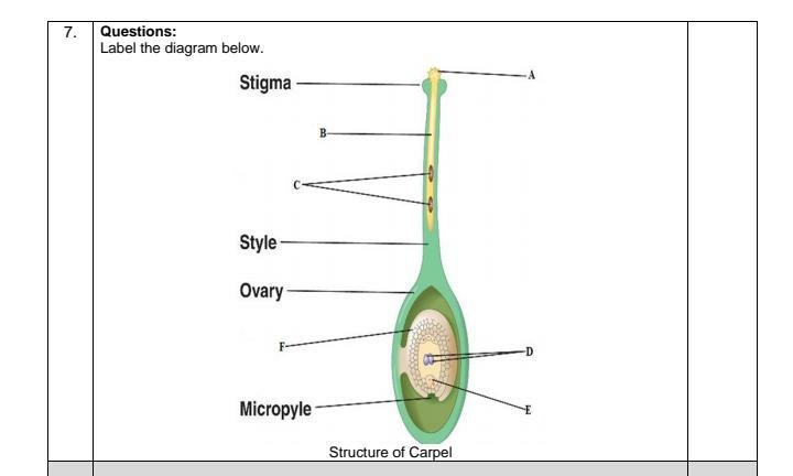 Solved 7. Questions: Label the diagram below. Stigma B Style | Chegg.com