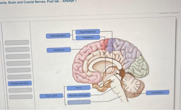 Solved ents. Brain and Cranial Nerves. Post lab. - Attempt 1 | Chegg.com