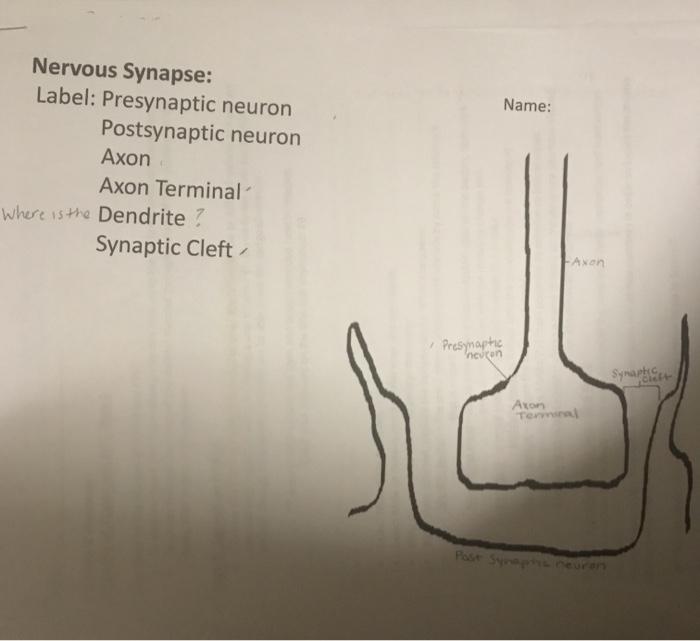 Solved Name: Nervous Synapse: Label: Presynaptic neuron | Chegg.com