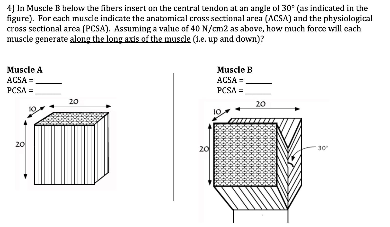 Solved In Muscle B below the fibers insert on the central | Chegg.com
